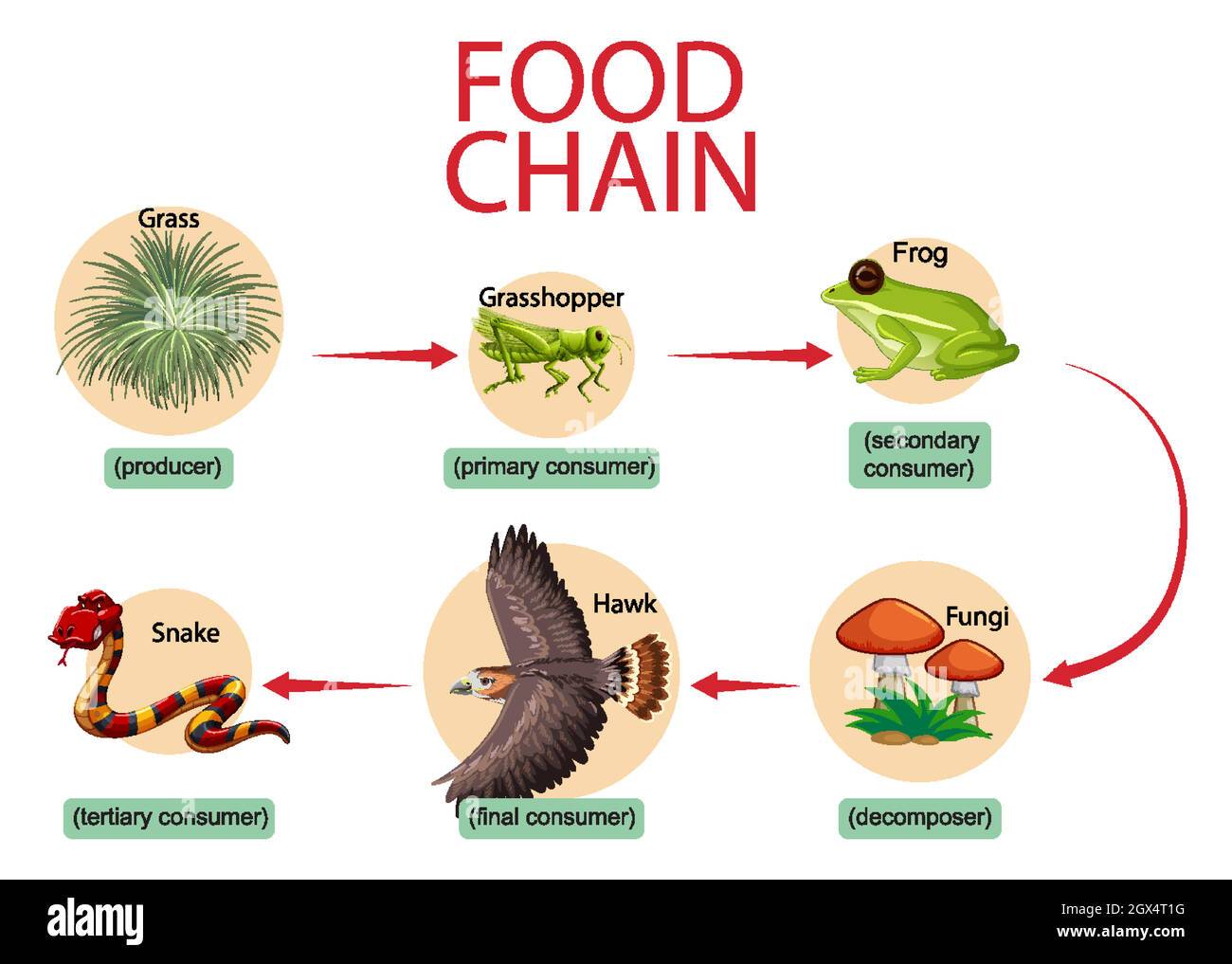 Graphical representation of Food chain. - Sarthaks eConnect | Largest ...